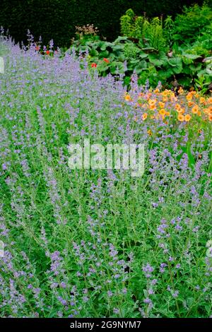 Perovskia Blue spire in garden Russian sage Salvia yangii Stock Photo ...