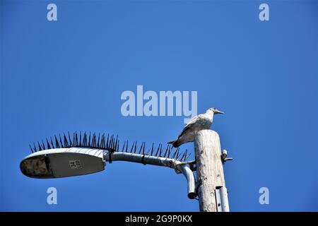 adult sea gull avoiding the spikes which are there to keep it away ...
