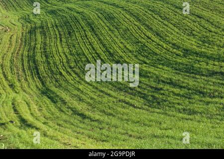 Grass background. Pasture grassy pattern. Green meadow. Green grass ...