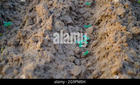 Vegetable Cluster Gawar Beans Botanical Name Cyamopsis tetragonolobus L ...