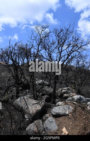 Telegraph Fire Burned desert damaged July 2021 Near Globe Arizona, USA ...