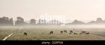 spotted cows in green grassy misty morning meadow between amsterdam and ...