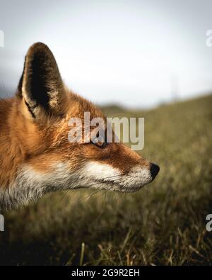 Small fox portraits on hillside Stock Photo - Alamy