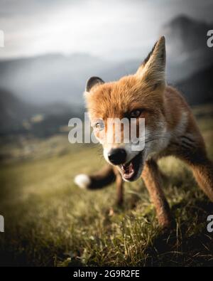 Small fox portraits on hillside Stock Photo - Alamy