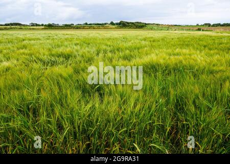 Green corn field, Barfleur, Manche department, Cotentin, Normandy ...