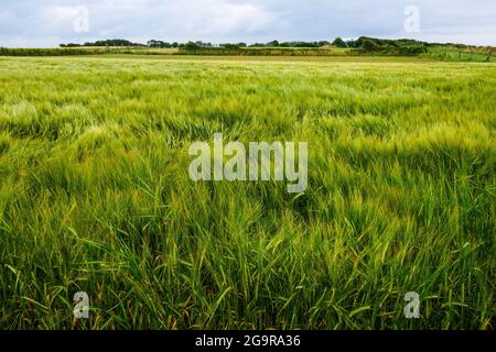 Green corn field, Barfleur, Manche department, Cotentin, Normandy ...