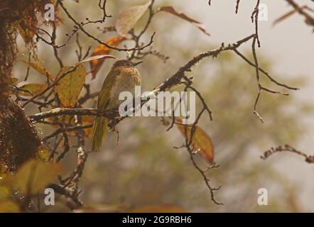 Mountain Bulbul (Ixos mcclellandii tickelli) adult perched in damp tree ...