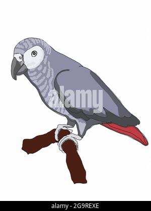 Cartoon ,gray, african parrot illustration Stock Photo - Alamy