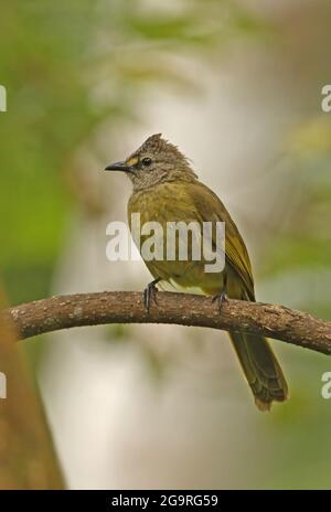 Flavescent Bulbul, Pycnonotus flavescens Stock Photo - Alamy