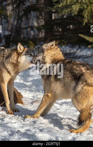 Submissive gray wolf (Canis lupus) rolling on its back among grey wolf ...