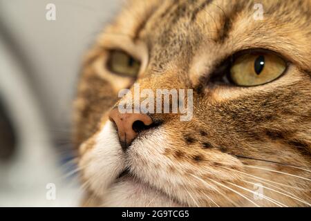 Closeup shot of an adorable cat grumpy face with stripes Stock Photo ...