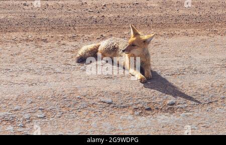 Andean Fox or Culpeo (Lycalopex culpaeus), Atacama Region, Chile Stock ...
