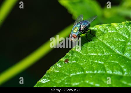 Flies on leaves in the rainy season Stock Photo - Alamy