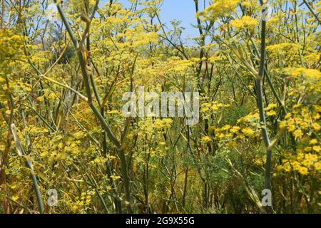 Fennel blooming in Marin County, California, USA Stock Photo - Alamy