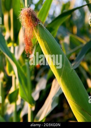 Young corn ear at Cornfield interior, Extremadura, Spain. Sunset light ...