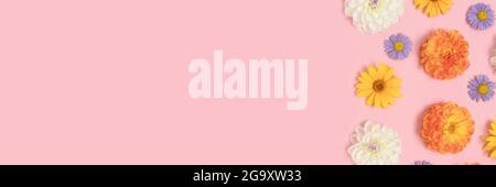 Banner with colorful arnica and dahlia flowers texture on a pink pastel ...