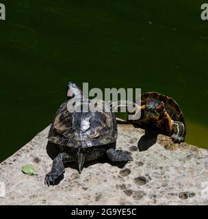 Portrait of a turtle on a rock by the waters edge on a suny day Stock ...