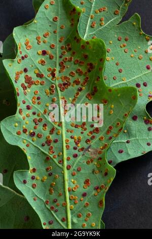 Cynipid or Gall Wasps are minute parasitic wasps that have a complex ...