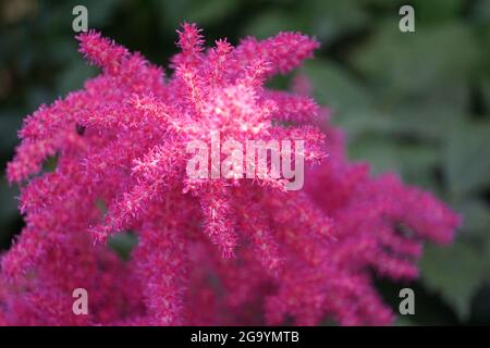 Beautiful flowering plant called False goat's beard with a blurry ...