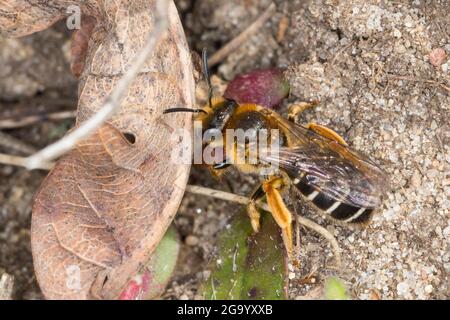 Orange-legged furrow bee, Halictus rubicundus feeding on devil's-bit ...