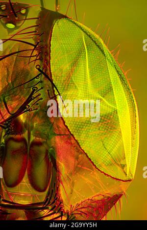 Microscope image of the compound eye of a fly Stock Photo - Alamy