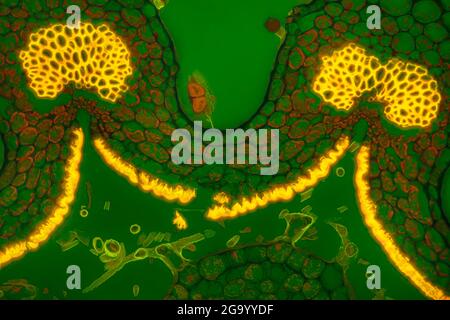 lavender (Lavandula spec.), cross section through a lavender flower ...