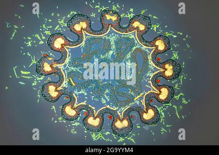 lavender (Lavandula spec.), cross-section through a lavender flower ...