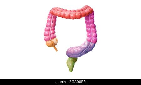 color parts Large and small Intestine isolated on white. Human ...