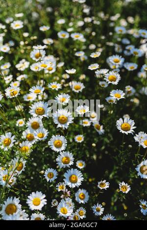 Flower of yellow chamomile growing in the garden, macro shot Stock ...