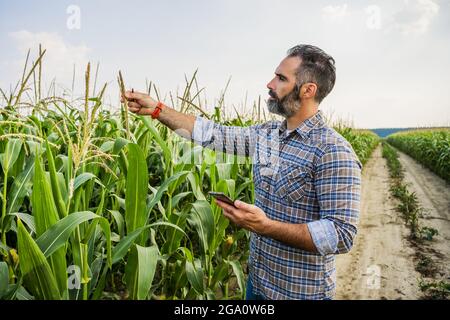 Agronomist is standing in growing corn field. He is examining corn ...