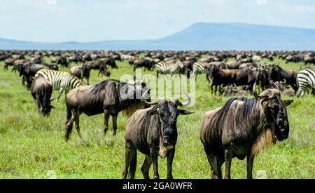 Herd of wildebeests in a green field Stock Photo - Alamy