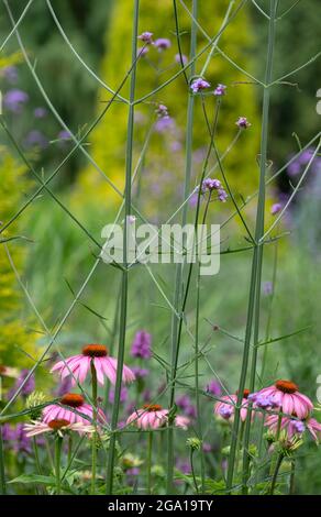Pink echinacea coneflowers growing amongst tall purple verbena flowers ...