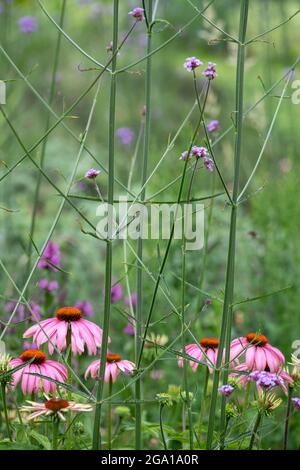 Pink echinacea coneflowers growing amongst tall purple verbena flowers ...