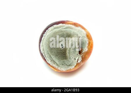 A picture of a rotten nectarine. The shape is deformed and it is ...