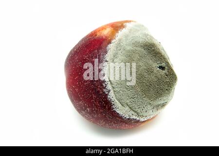 A picture of a rotten nectarine. The shape is deformed and it is ...