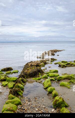 Remains of old groynes covered in luminous green seaweed in a geometric ...