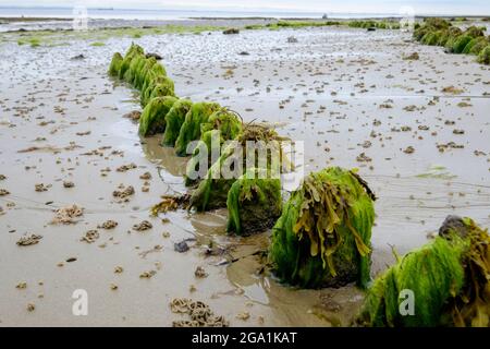 Remains of old groynes covered in luminous green seaweed in a geometric ...