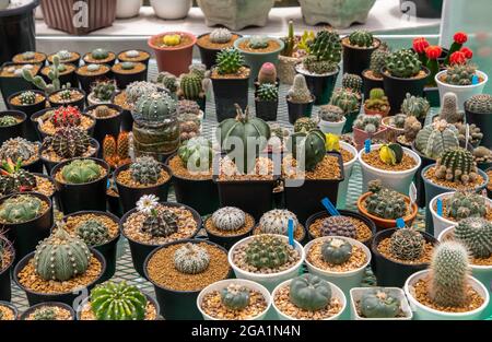 Many small beautiful cactus with feathers planted in different shapes ...
