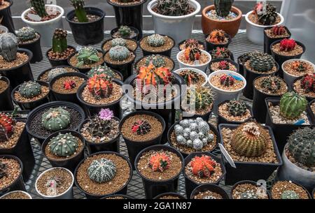 Many small beautiful cactus with feathers planted in different shapes ...