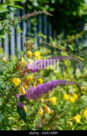 Leafy wild plants and bushes growing in the morning meadow in a black ...