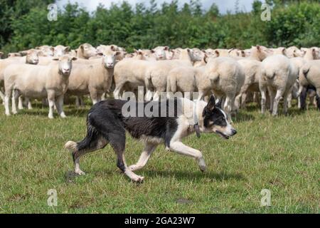 Border collie working dog rounding up sheep on a scottish highland ...
