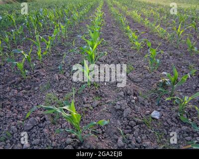 land with corn (little) in Romania Stock Photo - Alamy