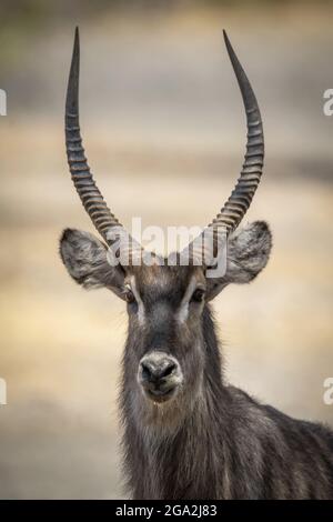 The head and face of a wild male waterbuck, pictured in the Kidepo ...