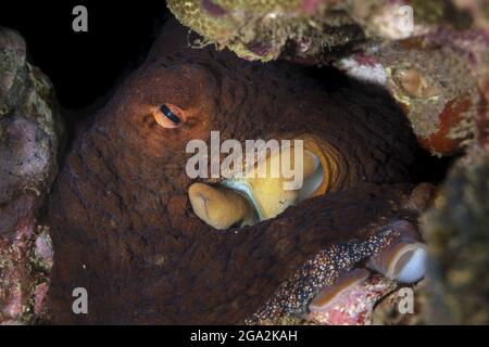 Eye and siphon of octopus Stock Photo - Alamy
