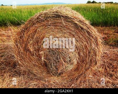 bale of hay in Maramures county Stock Photo - Alamy