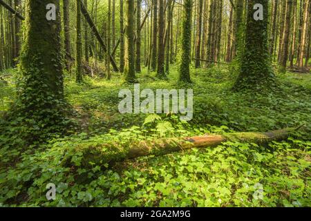 Tree in Cong Forest, Cong, Mayo, Ireland Stock Photo - Alamy