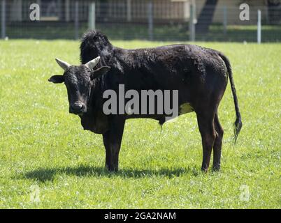 side view of zebu breed cow in the stable Stock Photo - Alamy