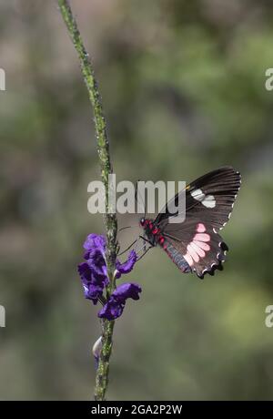 Cattleheart (Parides Eurimedes) Butterfly in a butterfly conservatory ...