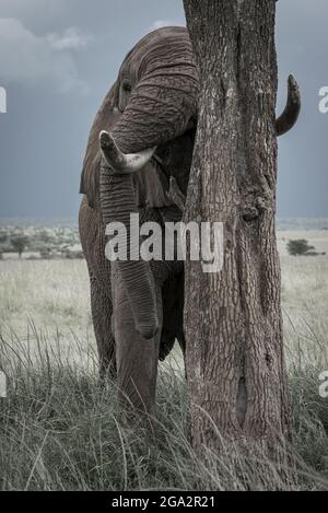 African elephant behind a tree Stock Photo - Alamy