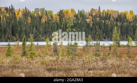 Autumn coloured forest in Northern Ontario; Thunder Bay, Ontario ...